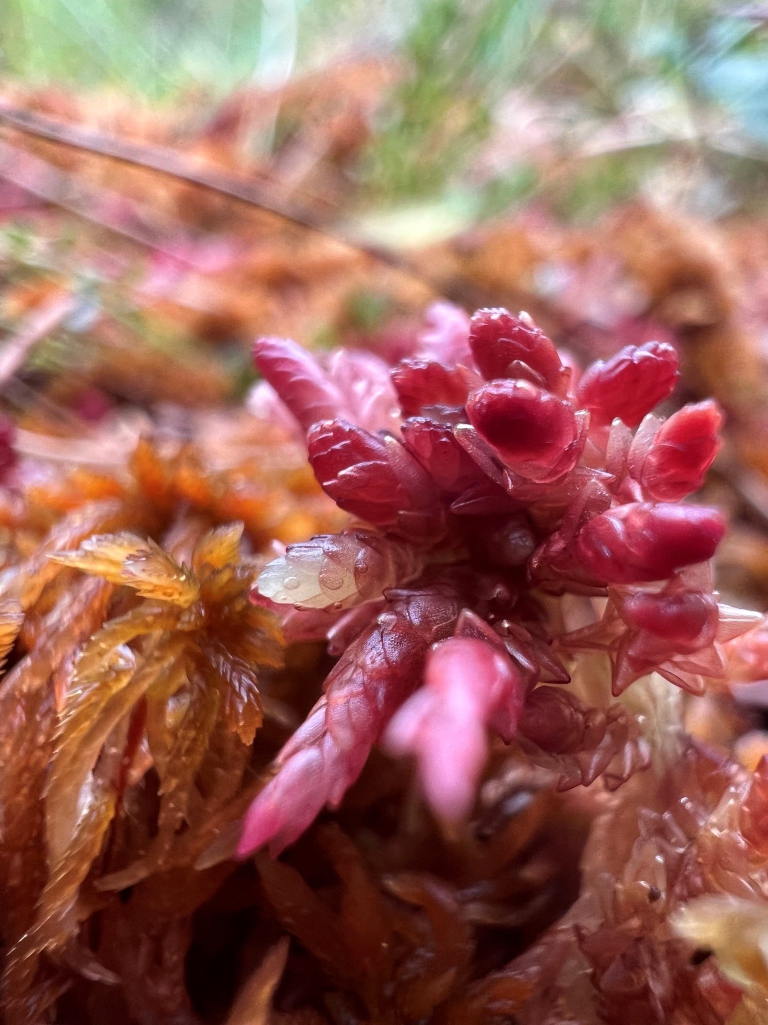 Awards & Grants – International Association of Bryologists (IAB)
